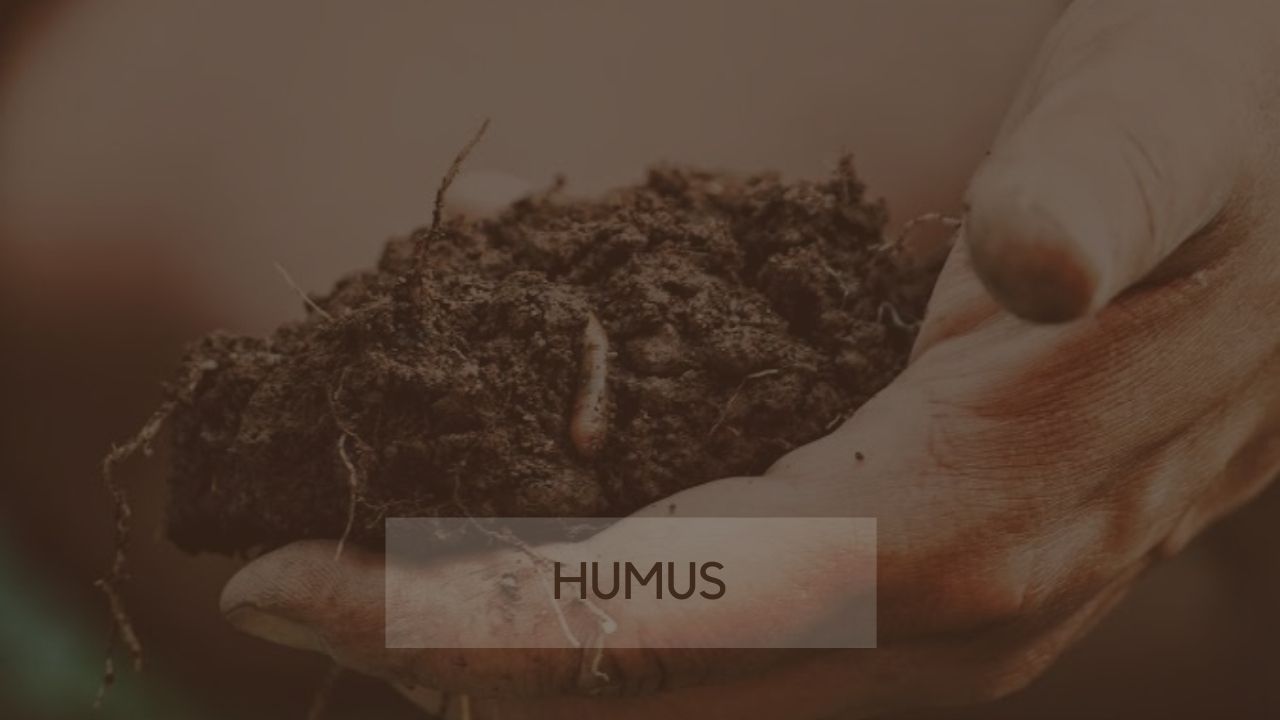 Humuslu Toprak Nedir? Nasıl Yapılır? - Ne bilir?