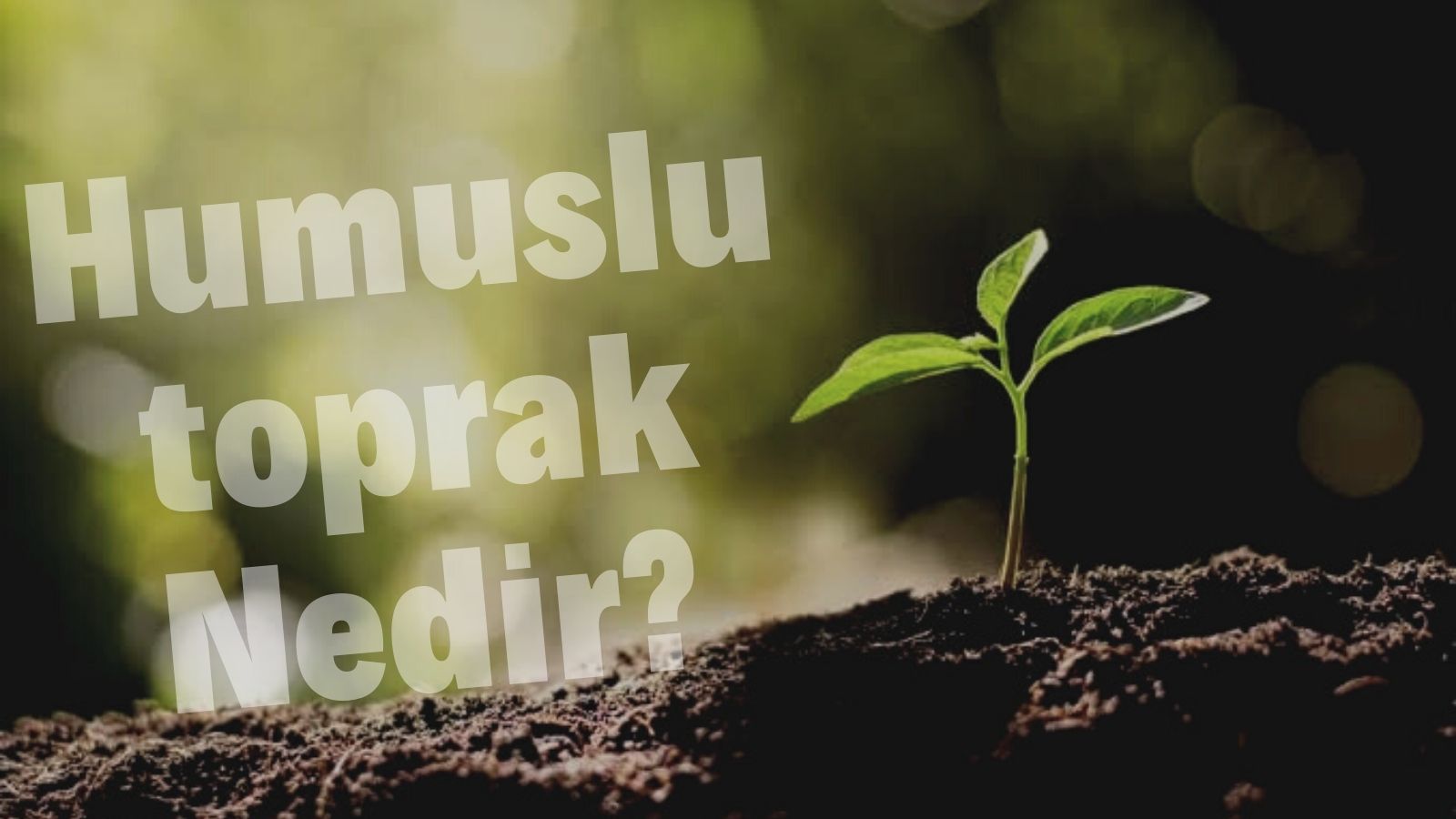Humuslu Toprak Nedir? Nasıl Yapılır?